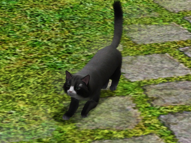 MissMoonshadow's Midnight Cat